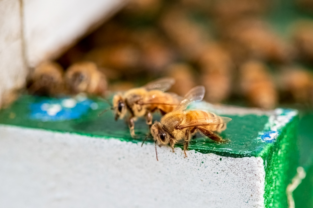 Raising Honey Bee colonies or hives - Classroom Clipart