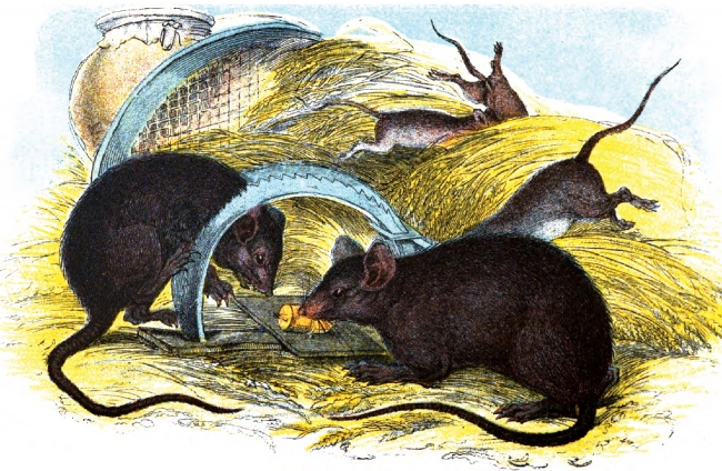 Mammal Illustrations-Rats Eating Cheese In A Trap Color Illustration