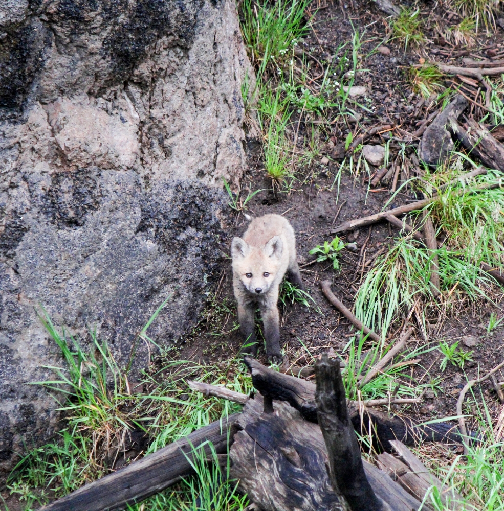 Fox Photos-red fox kit near gibbon falls