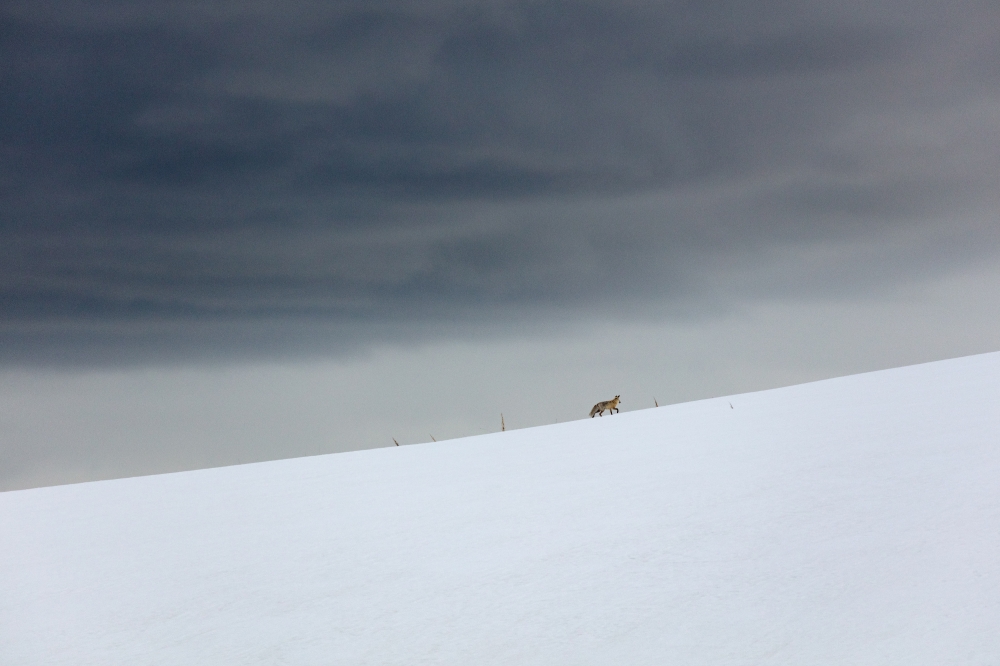 Fox Photos-red fox runs the ridgeline snow filled plateau trail