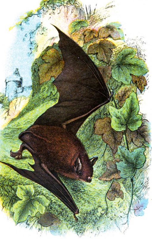 Mammal Illustrations - javelin vampire bat illustration