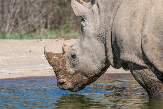 rhinoceros drinking water at a water hole photo - Classroom Clipart