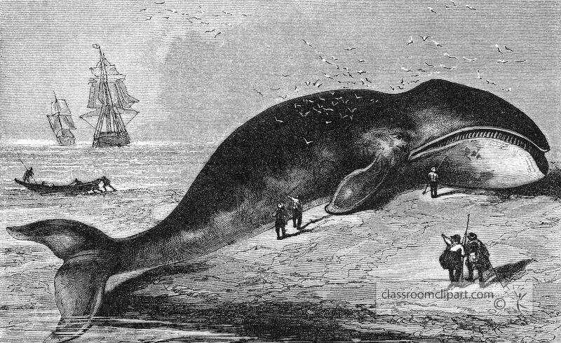 right whale beached illustration - Classroom Clip Art