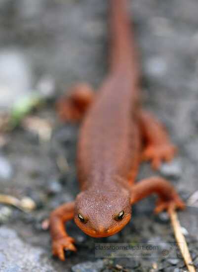 rough rkinned newt on rocks - Classroom Clip Art