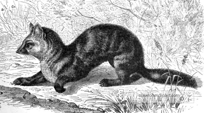 Animal Illustrations-sable animal historical illustration