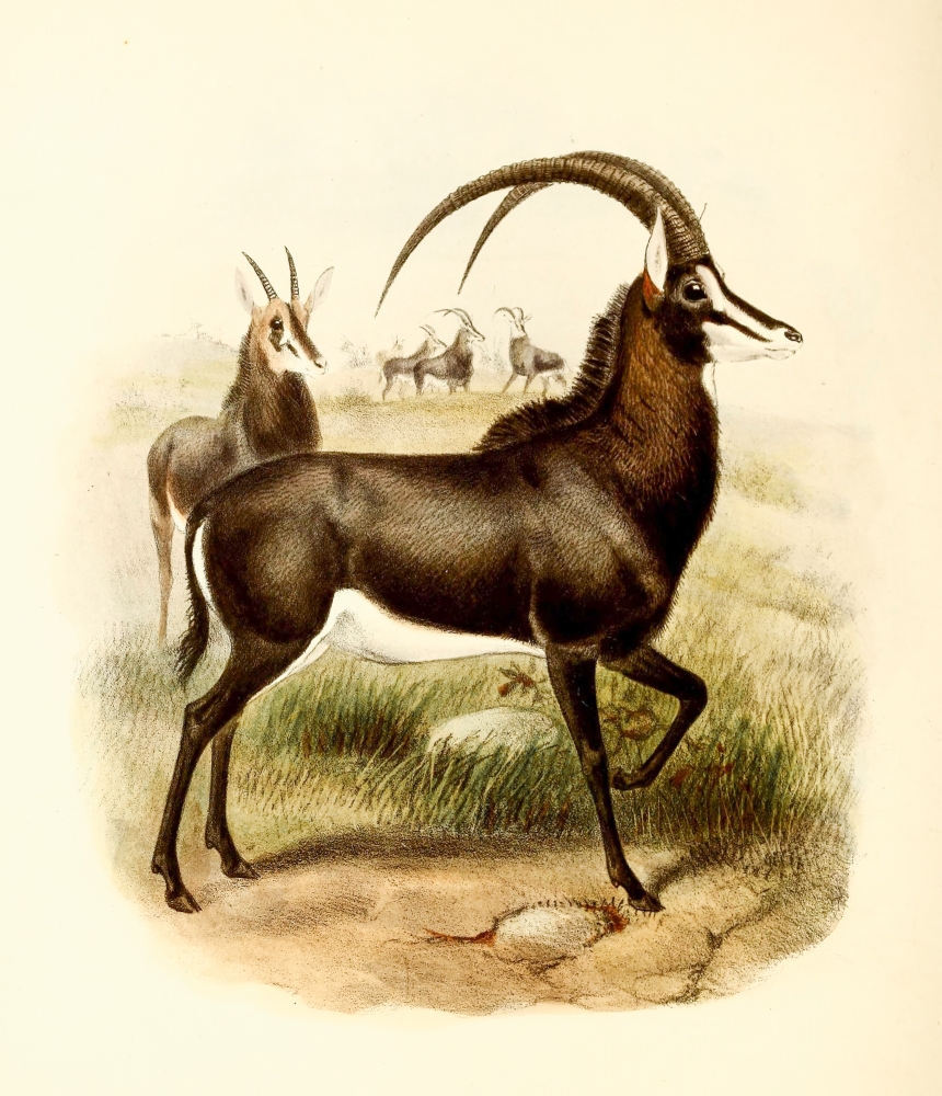 Antelope Photos-sable antelopes color Illustration