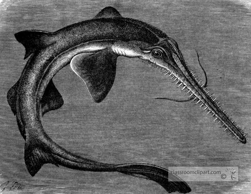 Ocean Animal Illustrations-saw fish bw animal illustration