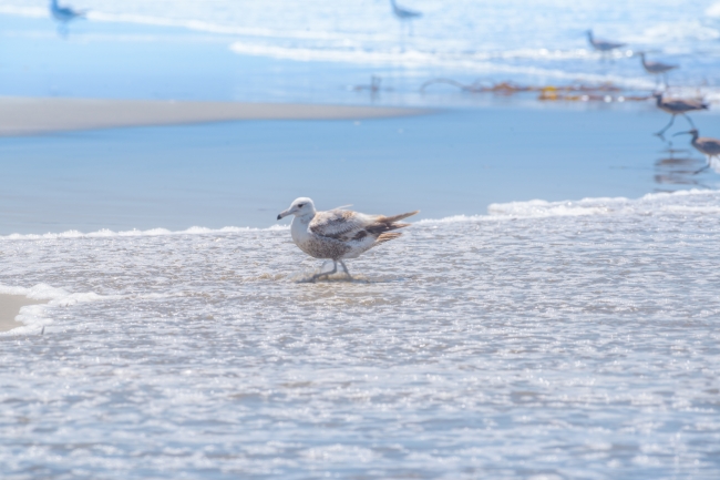 sea bird at shoreline morro bay - Classroom Clip Art
