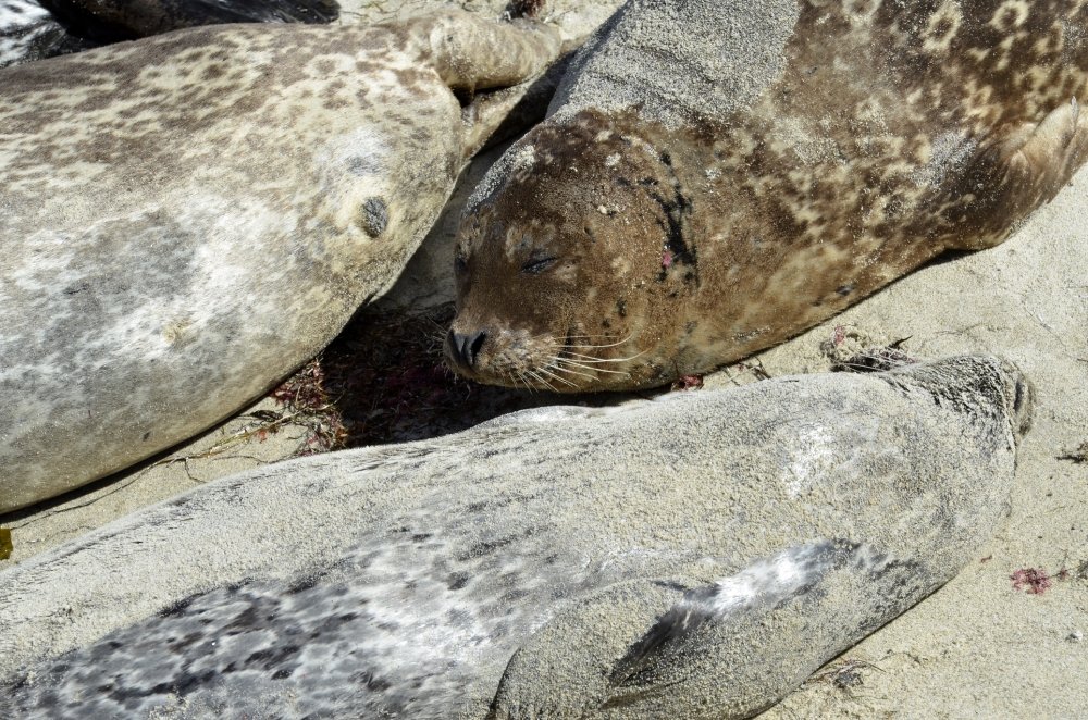 harbor seal sleeping on other seals - Classroom Clipart