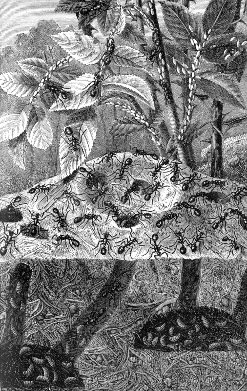 Free Section of an Ant Hill Illustration - Classroom Clipart