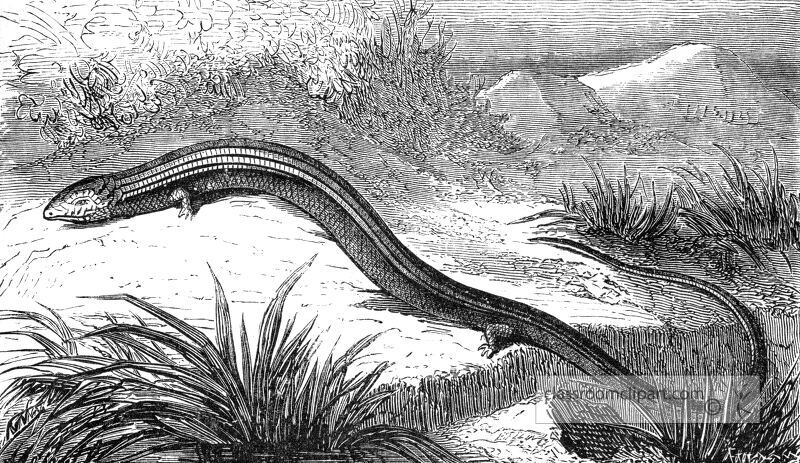 seps lizard Illustration - Classroom Clip Art