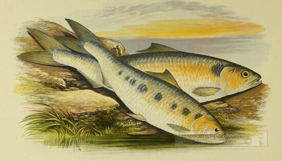 Free shad fish clipart illustration - Classroom Clipart