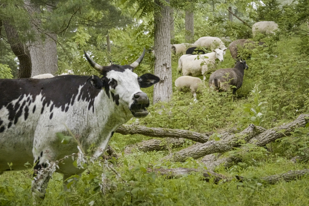 sheep Cheviots and lambs - Classroom Clip Art
