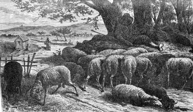 Insect Illustrations - Sheeps attacked by flies Illustration