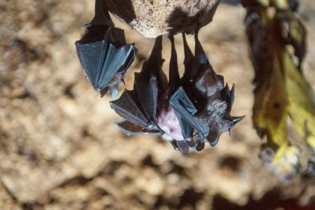 Bat Pictures-short-tailed-leaf-nosed-bat-photo-4155
