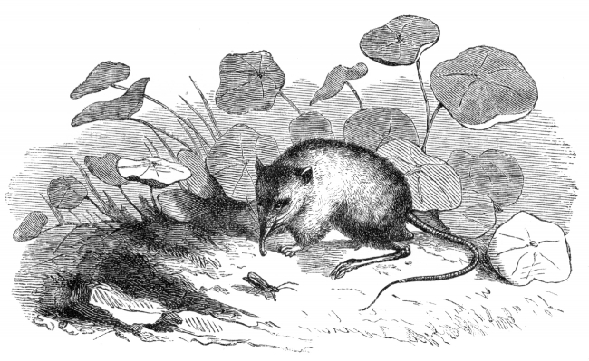 Mammal Illustrations - shrew mouse illustration