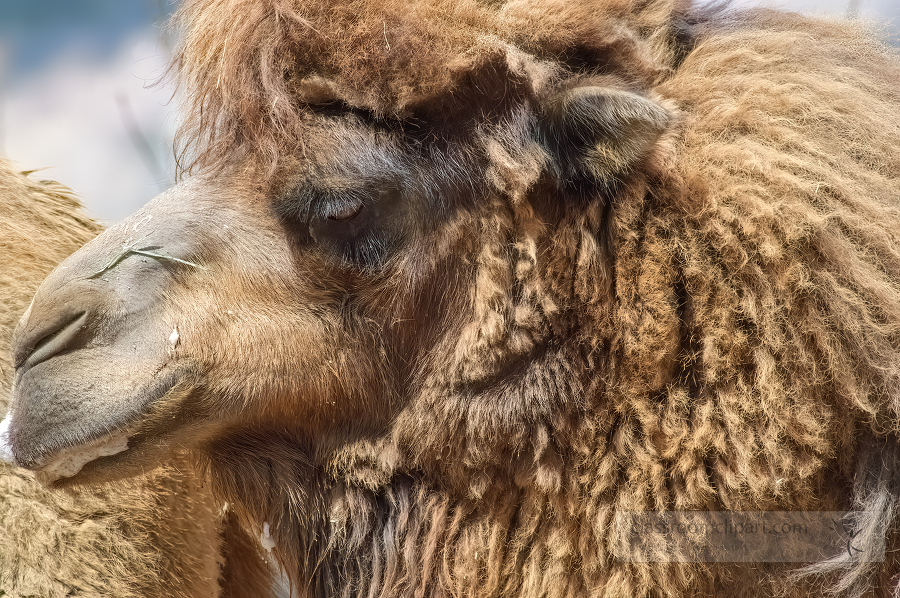 guanaco face side view closeup - Classroom Clip Art
