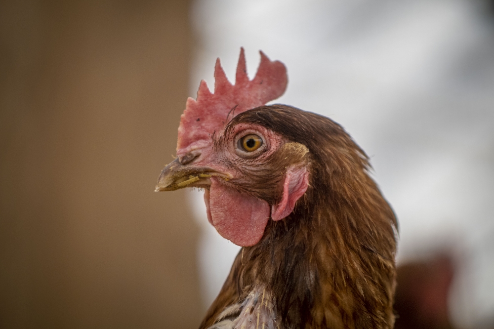 side view of chicken at organic farm - Classroom Clip Art