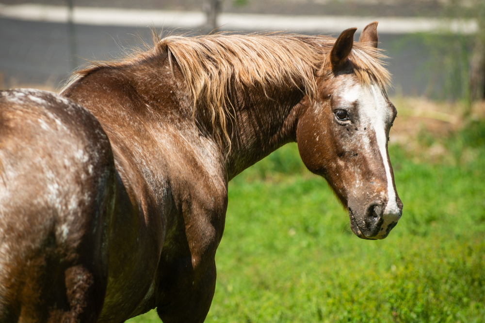 Horse Pictures-Brown-and-white-spotted-horse-on-farm-side-view-photo