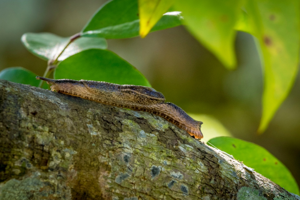 very small brown parmarion slug on tree branch - Classroom Clip Art