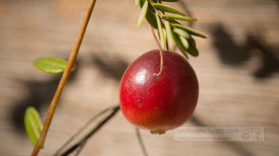 Single cranberry on stem - Classroom Clip Art