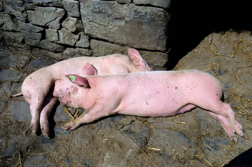 Sleeping Pigs - Classroom Clip Art
