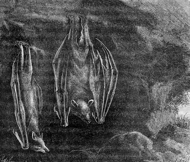 Mammal Illustrations - javelin vampire bat illustration