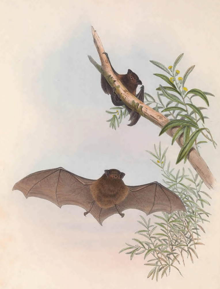 Tasmanian bat color illustration - Classroom Clip Art