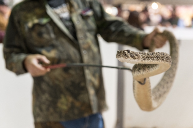Texas Photos-snake handler at the Rattlesnake Roundup