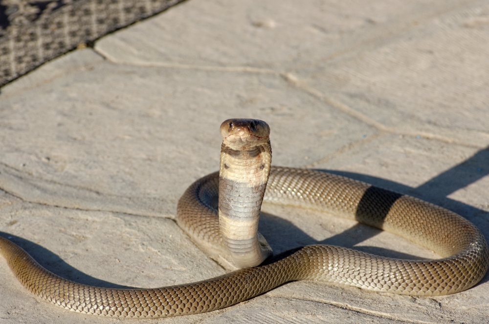 snake temple of kom ombo egypt - Classroom Clipart