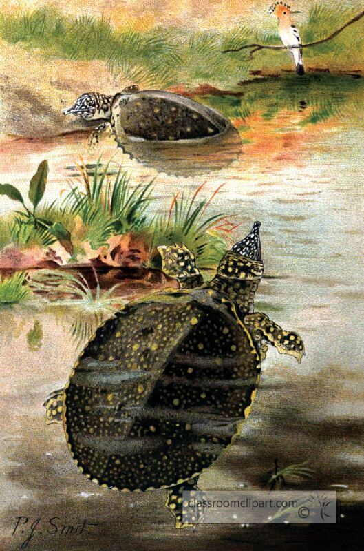 soft shell turtle color historic illustration - Classroom Clip Art