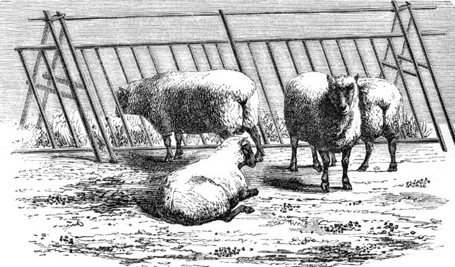 Mammal Illustrations-south down sheep illustration