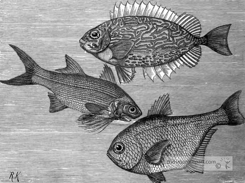 Ocean Animal Illustrations-spinned fish bw animal illustration