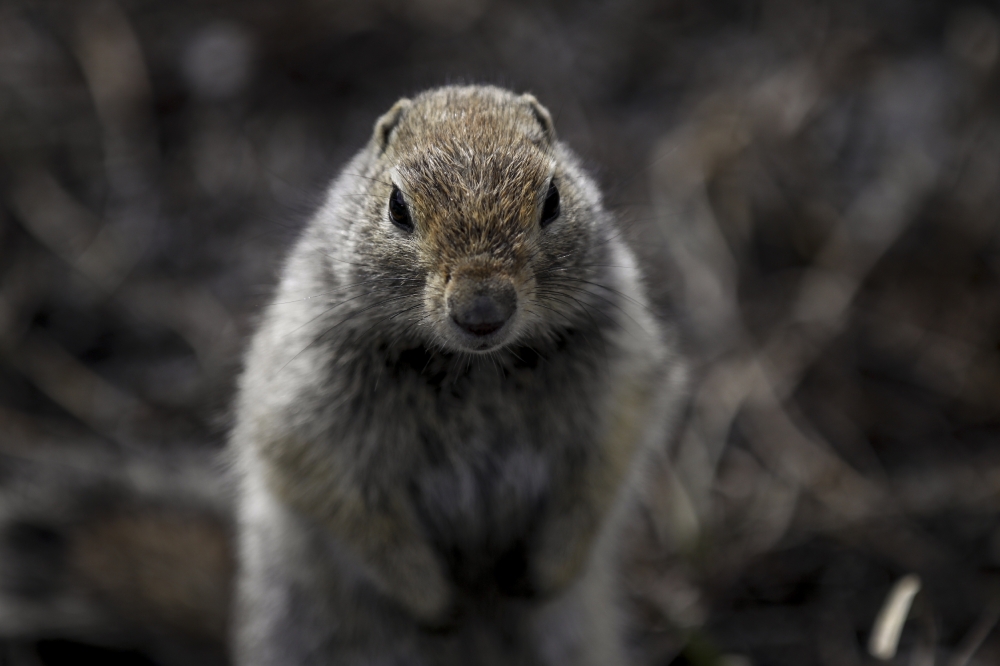 ground squirrel side view alaska - Classroom Clip Art