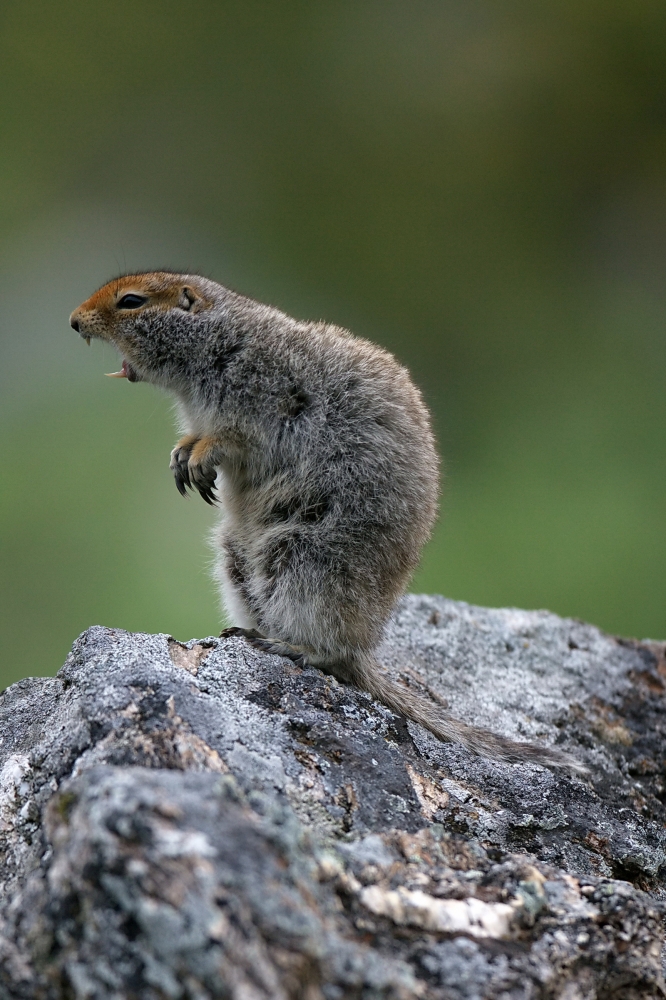 squirrel sits on rock with mouth open shows teeth - Classroom Clip Art