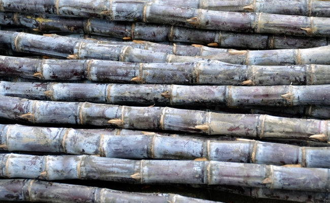Stacks Of Sugar Cane At Outdoor Market Photo Image - Classroom Clip Art