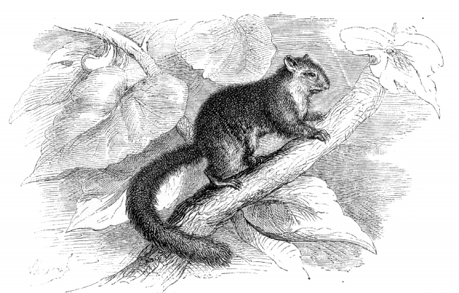 Free taguan squirrels illustration - Classroom Clipart