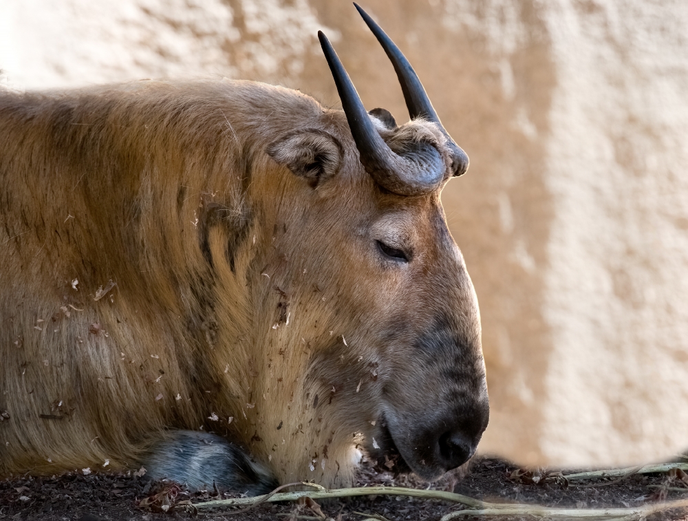 takin walking at zoo - Classroom Clip Art