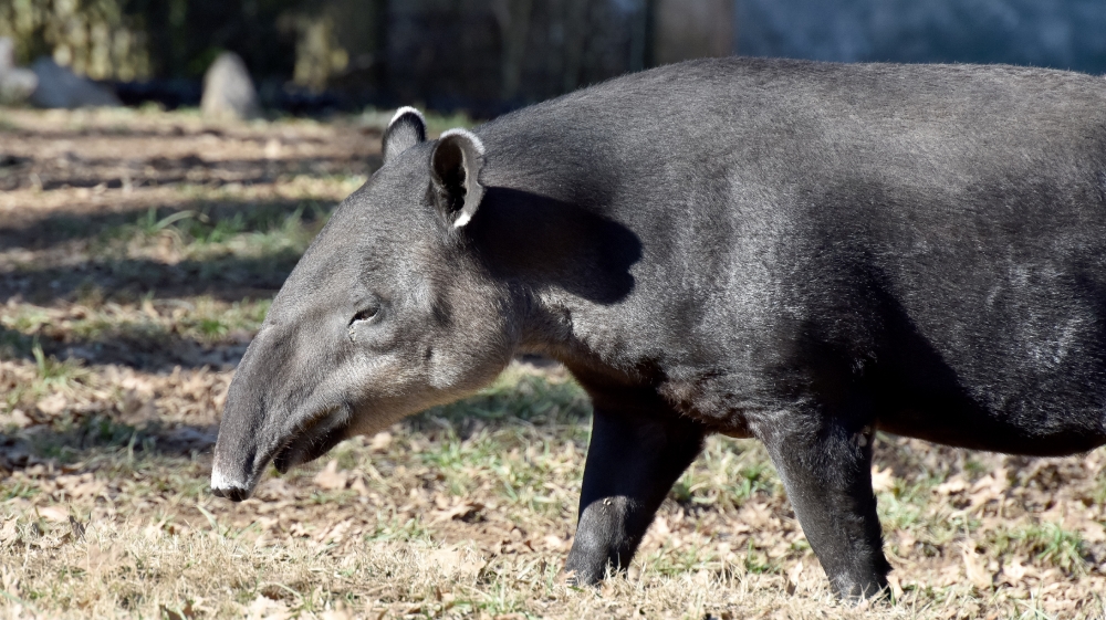 side view of tapir sitting shows open mouth - Classroom Clip Art