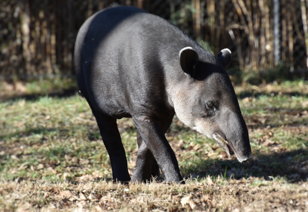 sitting Malayan Tapir - Classroom Clip Art