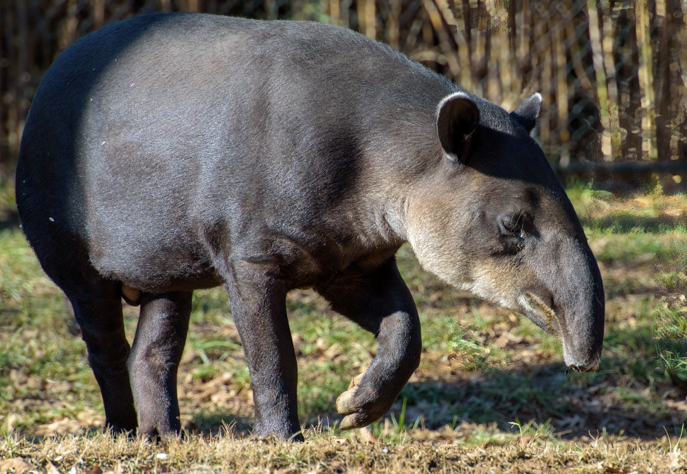 tapir snouts to the ground in search of food - Classroom Clip Art