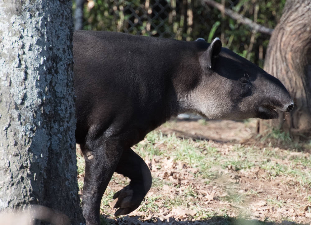 sitting Malayan Tapir - Classroom Clip Art
