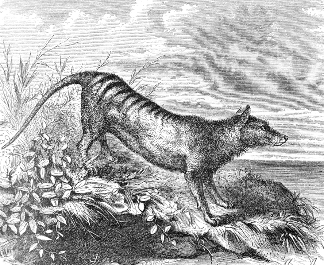 tasmanian tiger thylacine illustration - Classroom Clipart