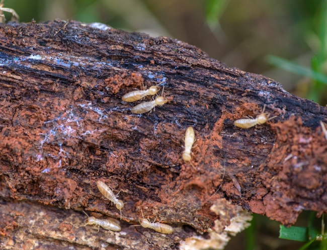 Termites on wood - Classroom Clip Art