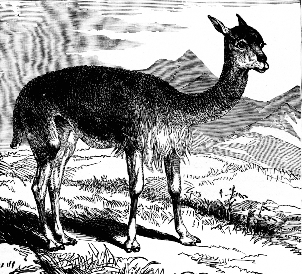 The Vicuna - Classroom Clip Art
