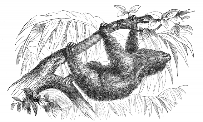Free three toed sloth illustration - Classroom Clipart