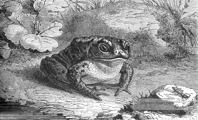 toad Illustration - Classroom Clip Art