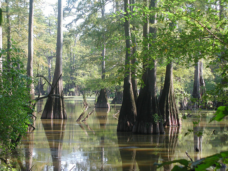 Trees Lake Martin in Louisiana swamp - Classroom Clip Art