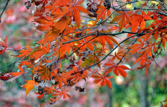 Trees With Fall Foliage Yu Yuan Gardens Shanghai China Photo Ima ...