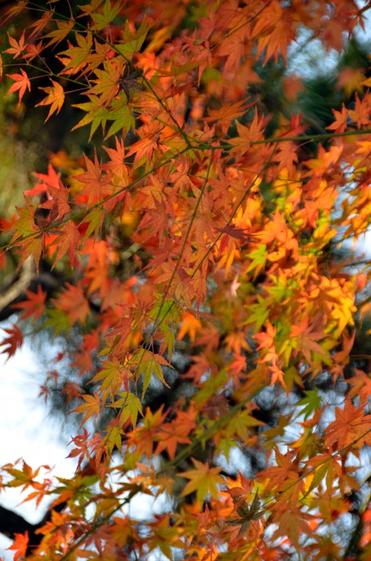Trees With Fall Foliage Yu Yuan Gardens Shanghai China Photo Ima ...